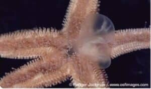What do sea stars eat? How to feed Starfish at home | Life Of Fish
