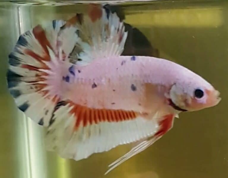 17 Facts About Giant Betta Fish That Will Surprise You