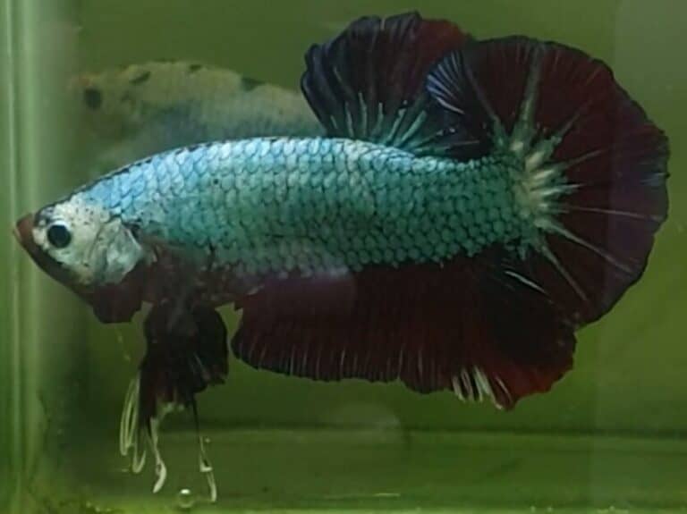 17 Facts About Giant Betta Fish That Will Surprise You