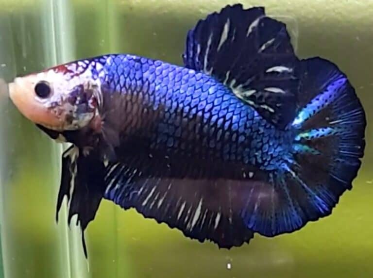 17 Facts About Giant Betta Fish That Will Surprise You