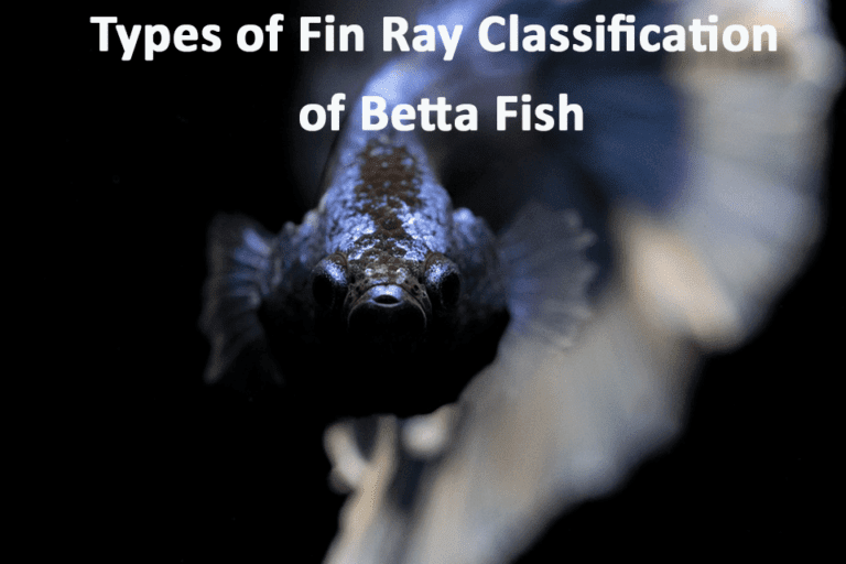 Fin Ray Classification of Betta Fish And How To Use It To Identify Them
