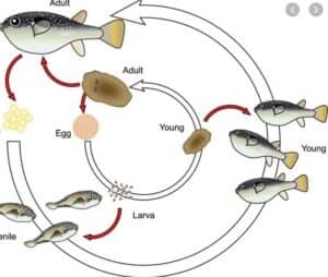 Freshwater Puffer fish Care Guide 14 Things To Know
