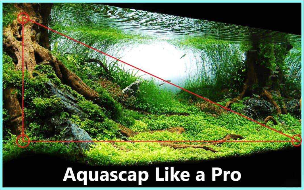 Aquascaping Advanced Guide-Learn Professional Aquascaping