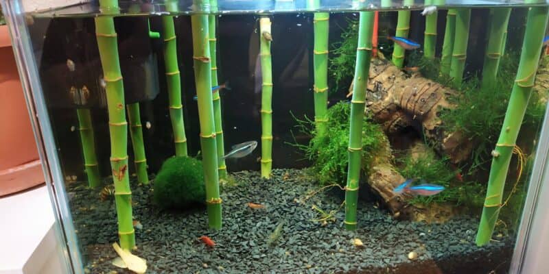 Put Bamboo In Aquarium? Is Bamboo Safe For Fish? | Life Of Fish