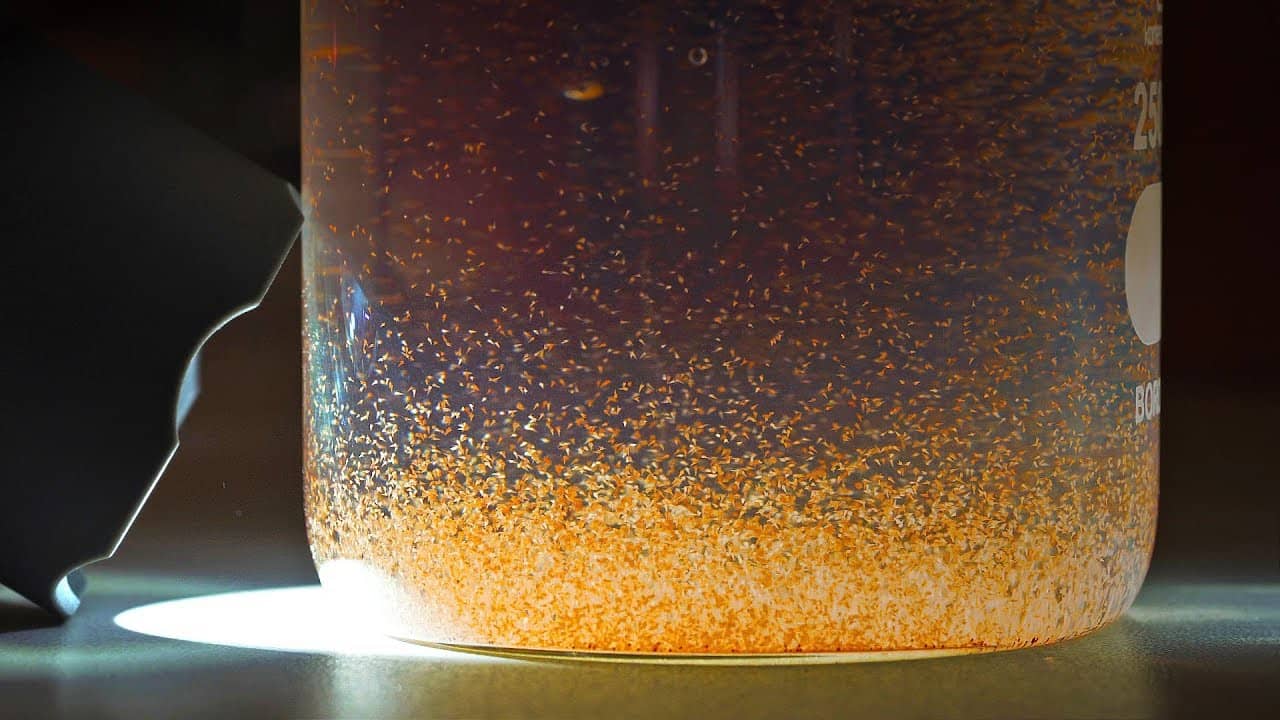 Ultimate Guide On What Cardinal Tetras Eat And Cardinal Tetra Food?