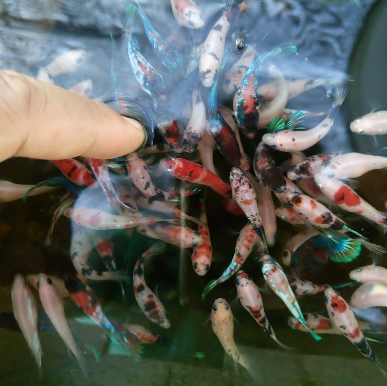 Koi Betta Fish | Are They Betta Or Koi Fish