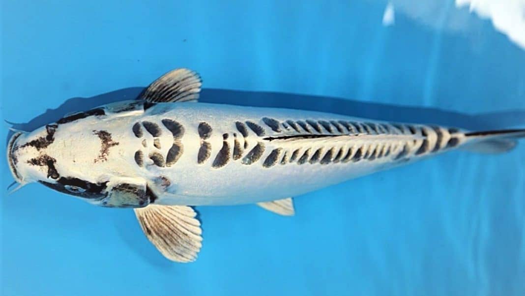 Complete Guide: What Is A Ghost Carp? (Should I Be Scared?)