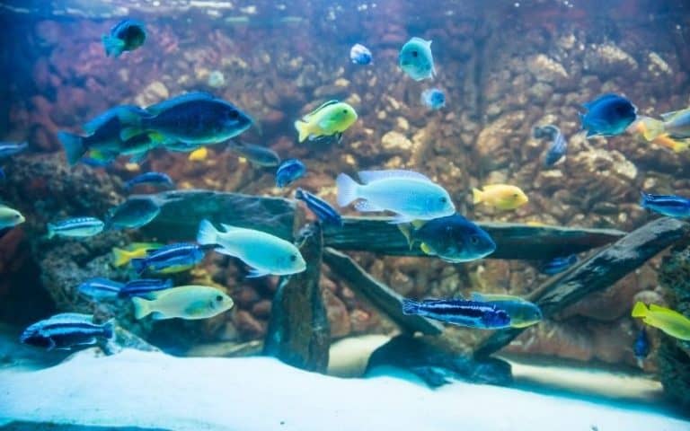 8 Non Aggressive Cichlids for Community Tank And Care