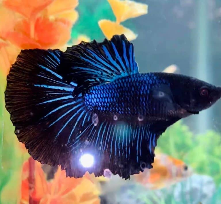 Black Orchid Betta Care | Anabantoids | All You Need To Know