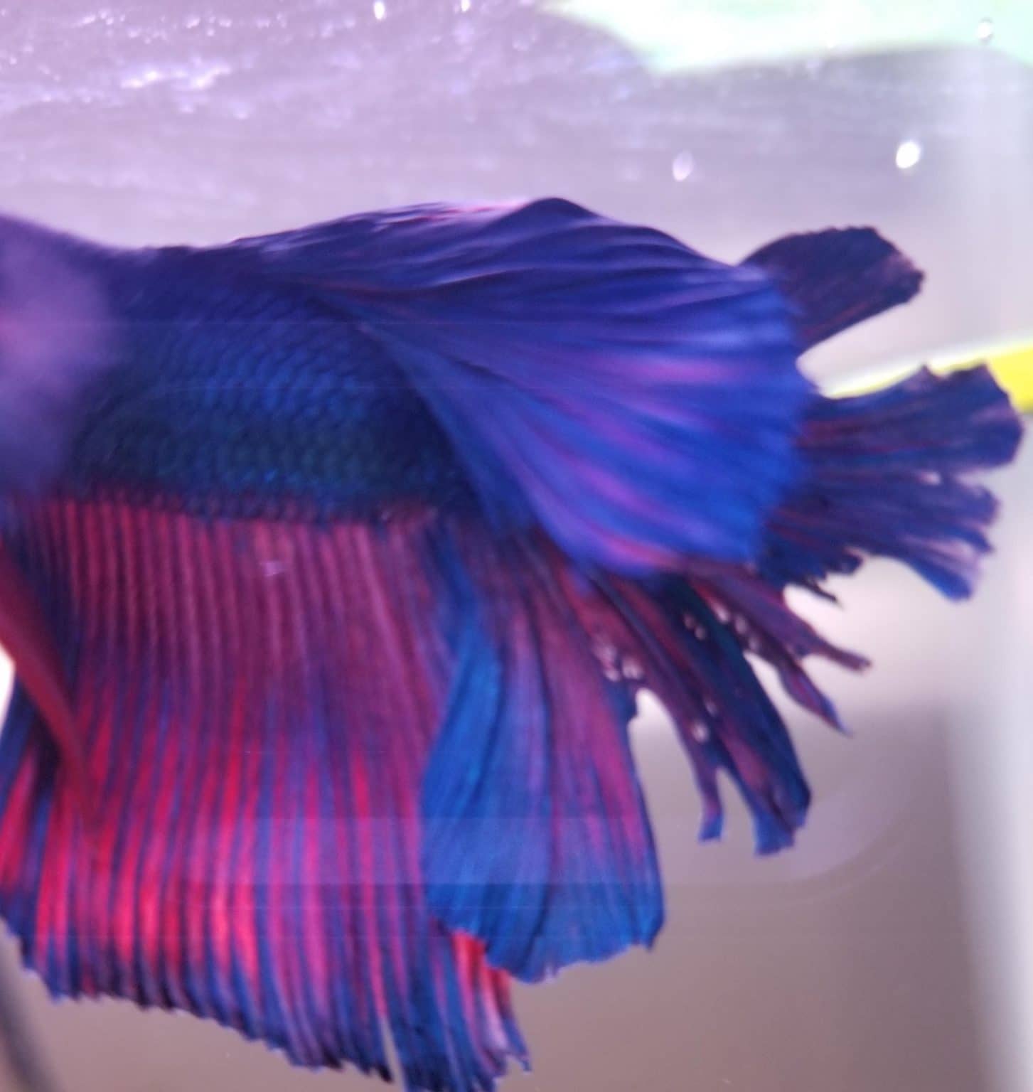 Betta Fin Rot vs Fin Loss vs fin melt- comparison