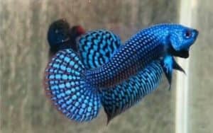 Alien Betta | Care, Feeding And Breeding Complete Guide