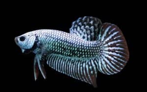 Alien Betta | Care, Feeding And Breeding Complete Guide