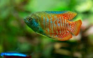 Top 10 Dwarf Gourami Diseases | Identification | Treatment