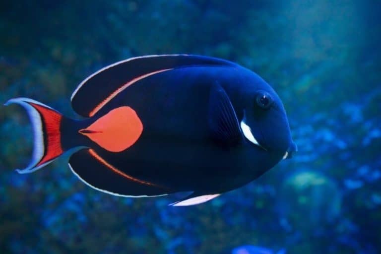 Clown Tang (Acanthurus lineatus) Marine Fish Care Guide