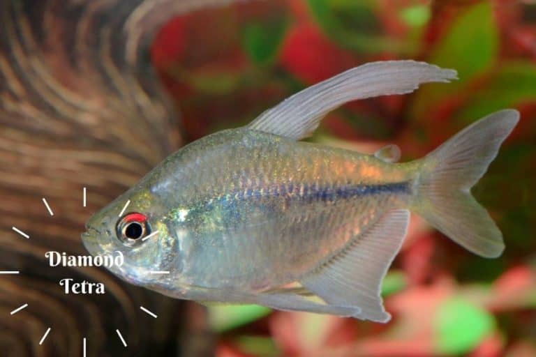 Diamond Tetra Must Know Care Facts, Behavior, Breeding