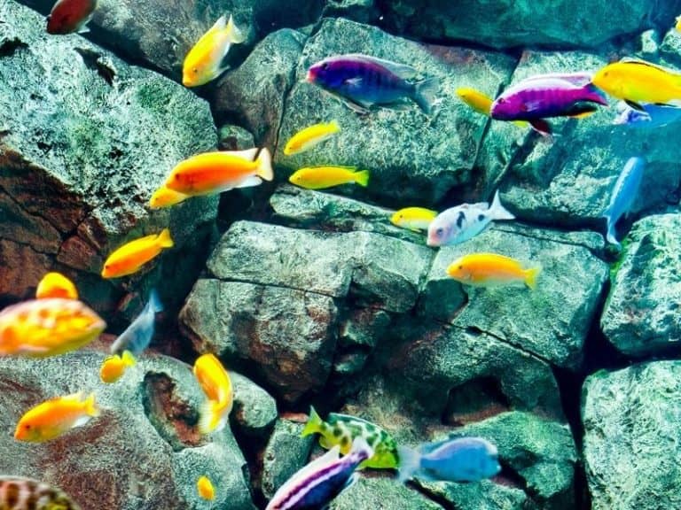Blue Texas Cichlid Care And 12 Things Must Know