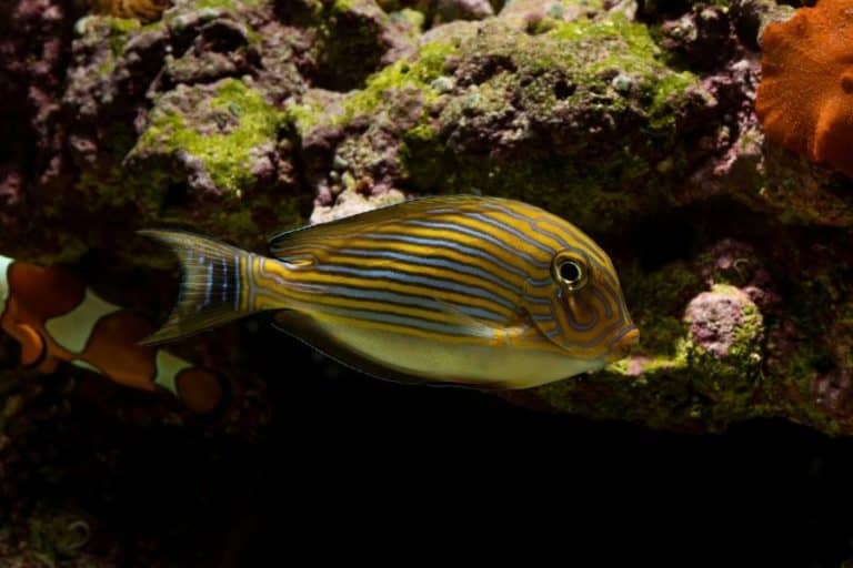 Clown Tang (Acanthurus lineatus) Marine Fish Care Guide