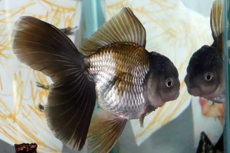 Blue Oranda Goldfish Care Guide |13 Fascinating Facts