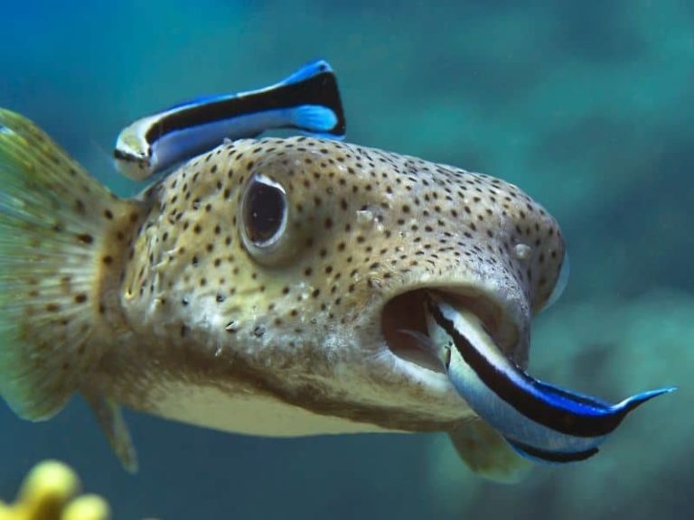 Cleaner Wrasse | Definitive Care Guide | Reef Safe Aquarium Fish