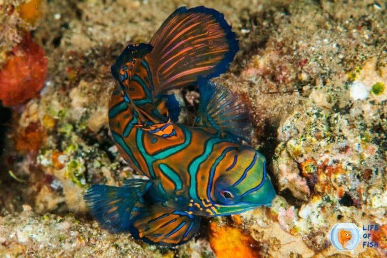 18 Must-know Facts About Mandarin Gobies