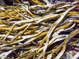 Awesome Bare Bottom Reef Tank : How To Create It? Full Guide