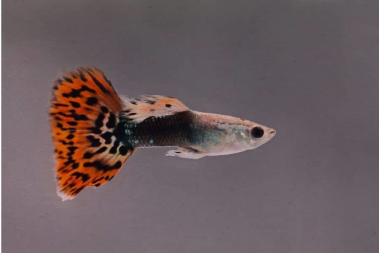 Cobra Guppy (Poeciliia reticulata) Ultimate Care Guide