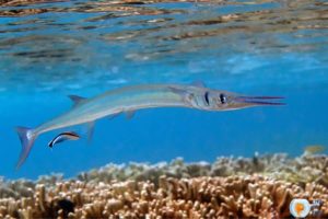 Houndfish (Tylosurus Crocodilus) | 12 Interesting Facts