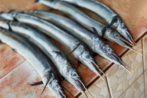 Houndfish (Tylosurus Crocodilus) | 12 Interesting Facts