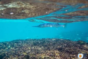 Houndfish (Tylosurus Crocodilus) | 12 Interesting Facts