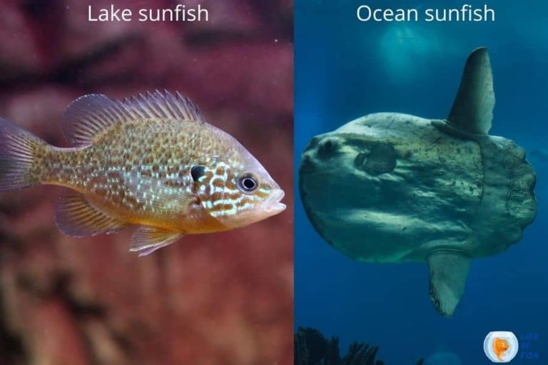 Everything You Need To Know About Lake Sunfish