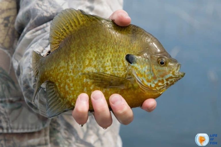 Everything You Need To Know About Lake Sunfish