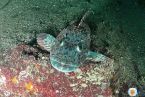 Blue Lingcod (Ophiodon elongatus) | Be Fascinated With These 8 Facts