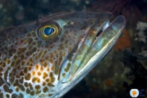 Blue Lingcod (Ophiodon elongatus) | Be Fascinated With These 8 Facts