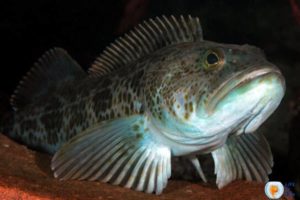 Blue Lingcod (Ophiodon elongatus) | Be Fascinated With These 8 Facts