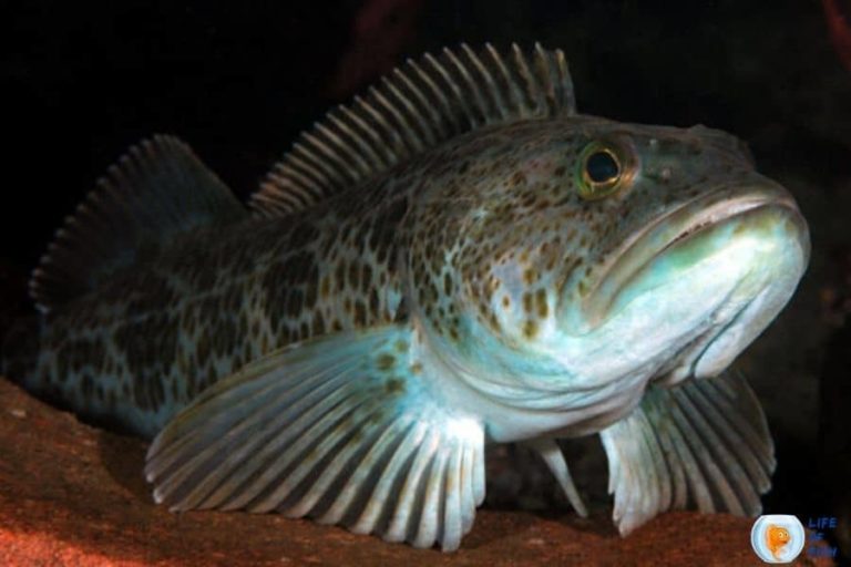 Blue Lingcod (Ophiodon elongatus) | Be Fascinated With These 8 Facts
