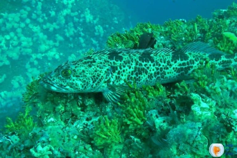 Blue Lingcod (Ophiodon elongatus) | Be Fascinated With These 8 Facts