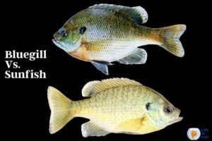 Bluegill Vs. Sunfish | 12 Facts To Avoid Your Confusion|