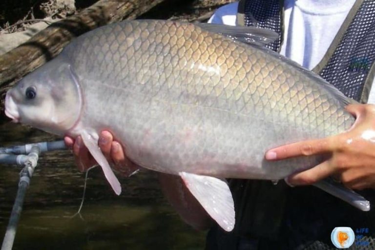 9 Super Interesting Facts You Need To Know About Buffalo Fish