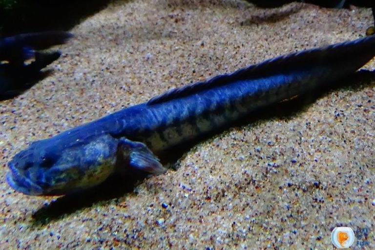 Dragon Goby Care, Maintenance, and Breeding Guide
