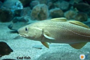 Haddock Vs. Cod : Who Is The Best? | 11 Facts To Consider