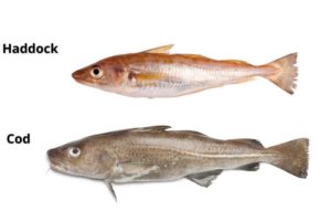 Haddock Vs. Cod : Who Is The Best? | 11 Facts To Consider