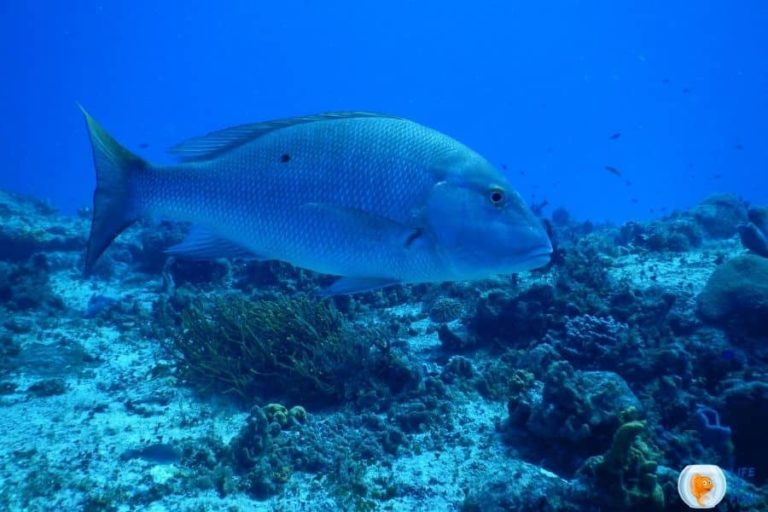 Mutton Snapper Size Limit And More About Mutton Snapper