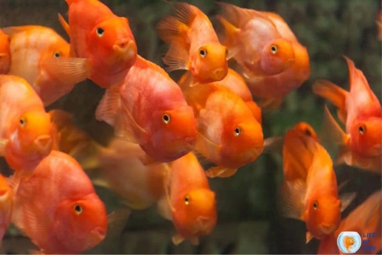 Do Freshwater Parrotfish Eat Plants With Parrot Fish Feeding Behaviour do-freshwater-parrotfish-eat-plants-with-parrot-fish-feeding-behaviour
