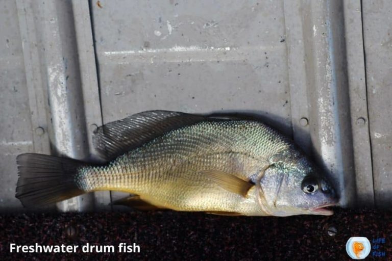 Drumfish | Did You Know These Fascinating Facts ? - Life Of Fish