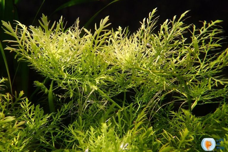 Hygrophila Difformis in Aquarium | 11 Things You Must Know