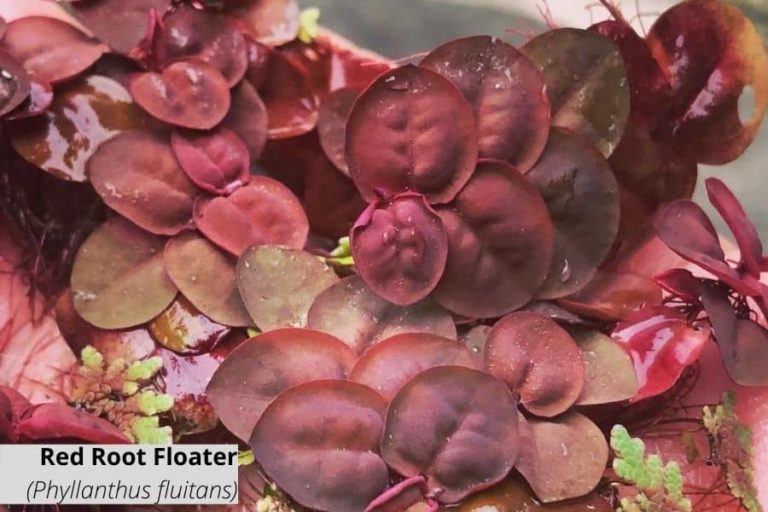 21 Beautiful Floating Aquarium Plants And Care Guide