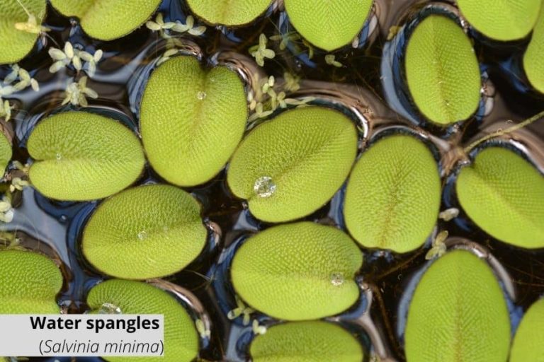 21 Beautiful Floating Aquarium Plants And Care Guide