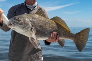 Drumfish | Did You Know These Fascinating Facts ? - Life Of Fish