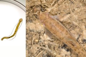 7 Ways To Get Rid Of Leeches In Your Fish Tank