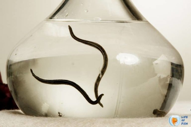 7 Ways To Get Rid Of Leeches In Your Fish Tank